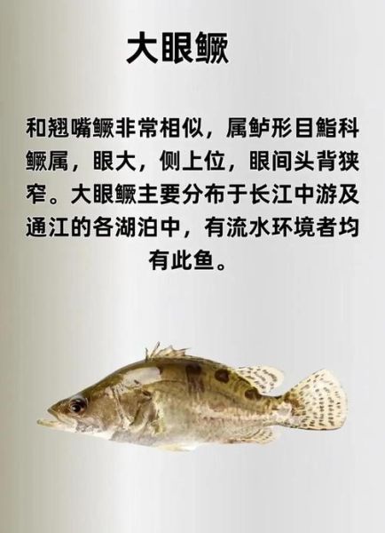 鳜鱼肥美诗句有哪些_如何挑选肥美鳜鱼-第2张图片-山城妙识 鳜鱼肥美诗句有哪些_如何挑选肥美鳜鱼-第2张图片-山城妙识