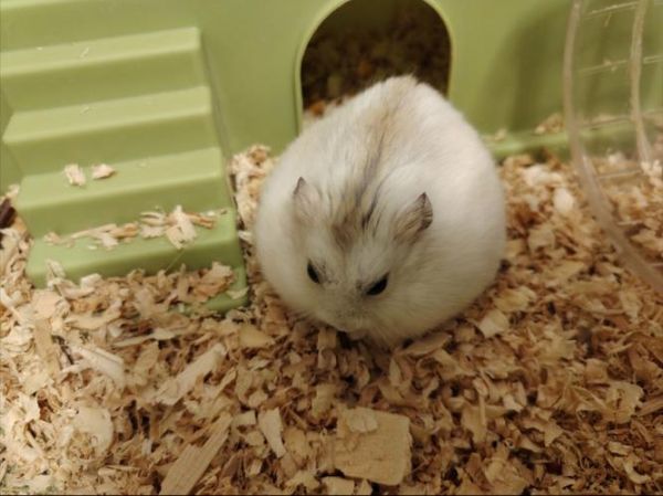 布丁仓鼠吃什么_布丁仓鼠不能吃什么-第3张图片-山城妙识 布丁仓鼠吃什么_布丁仓鼠不能吃什么-第3张图片-山城妙识