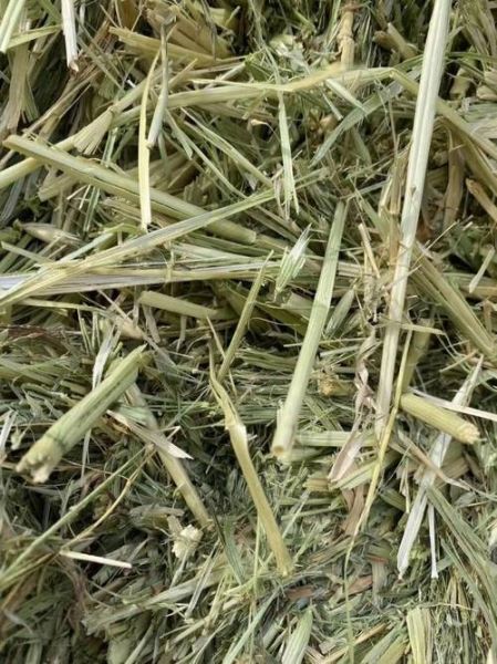 燕麦草和苜蓿草哪个好_奶牛日粮怎么选-第1张图片-山城妙识 燕麦草和苜蓿草哪个好_奶牛日粮怎么选-第1张图片-山城妙识