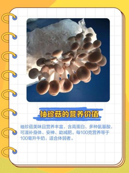 袖珍菇的功效与作用_袖珍菇怎么吃最营养-第1张图片-山城妙识 袖珍菇的功效与作用_袖珍菇怎么吃最营养-第1张图片-山城妙识