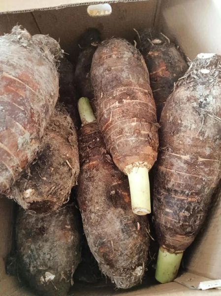 香芋图片大全大图_香芋高清壁纸怎么找-第1张图片-山城妙识