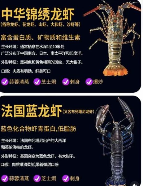 中华锦绣龙虾养殖技术_中华锦绣龙虾养殖条件-第1张图片-山城妙识 中华锦绣龙虾养殖技术_中华锦绣龙虾养殖条件-第1张图片-山城妙识