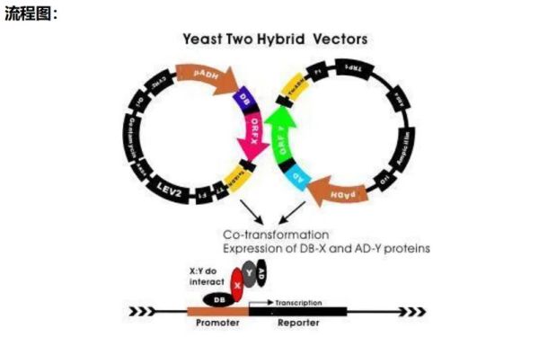 酵母双杂交系统原理_酵母双杂交实验步骤-第1张图片-山城妙识