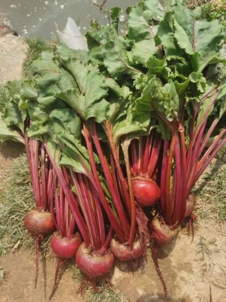 红菜头的功效与作用有哪些_红菜头禁忌人群-第3张图片-山城妙识 红菜头的功效与作用有哪些_红菜头禁忌人群-第3张图片-山城妙识