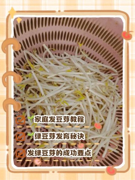 在家怎么发豆芽_豆芽要泡多久-第1张图片-山城妙识