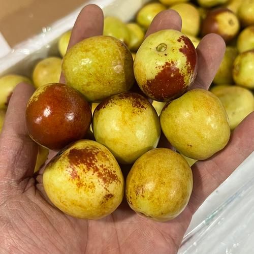 青枣是什么季节的水果_青枣几月份成熟-第2张图片-山城妙识