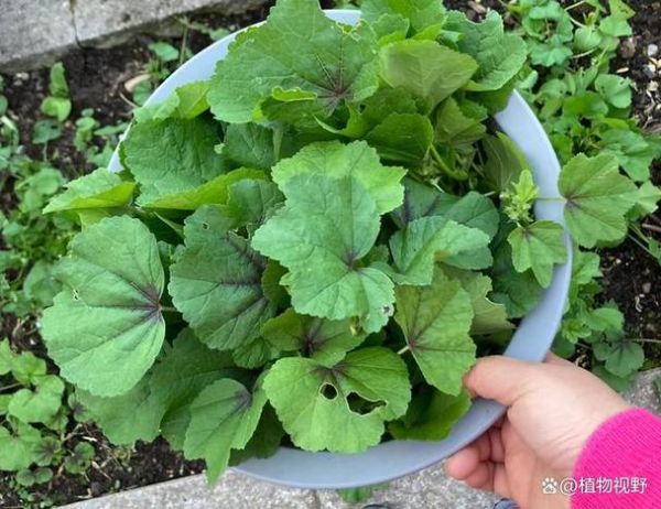 葵菜图片_如何辨别新鲜葵菜-第1张图片-山城妙识