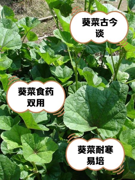 葵菜图片_如何辨别新鲜葵菜-第2张图片-山城妙识