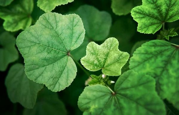 葵菜图片_如何辨别新鲜葵菜-第3张图片-山城妙识