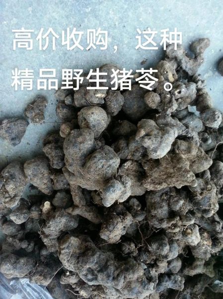 猪苓的功效与作用_猪苓能长期吃吗-第2张图片-山城妙识