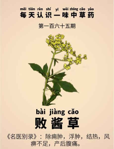 败酱草长什么样_败酱草和蒲公英区别-第1张图片-山城妙识