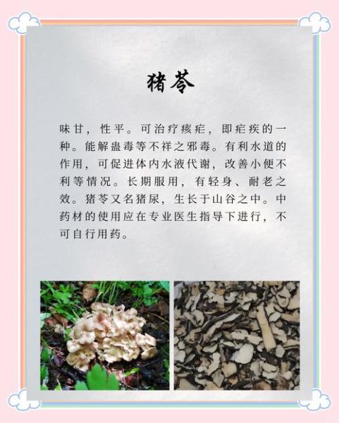 猪苓的功效与作用_猪苓能长期吃吗-第1张图片-山城妙识
