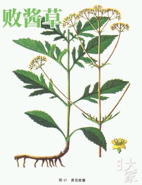 败酱草长什么样_败酱草和蒲公英区别-第3张图片-山城妙识