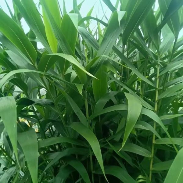 粽子叶多少钱一斤_哪里买新鲜粽叶便宜-第1张图片-山城妙识 粽子叶多少钱一斤_哪里买新鲜粽叶便宜-第1张图片-山城妙识