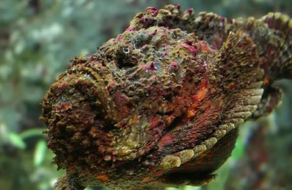 石头鱼是什么鱼_石头鱼毒性有多强-第1张图片-山城妙识 石头鱼是什么鱼_石头鱼毒性有多强-第1张图片-山城妙识