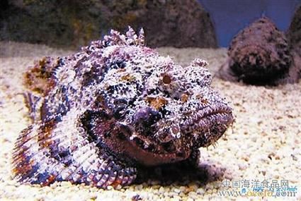 石头鱼是什么鱼_石头鱼毒性有多强-第3张图片-山城妙识 石头鱼是什么鱼_石头鱼毒性有多强-第3张图片-山城妙识