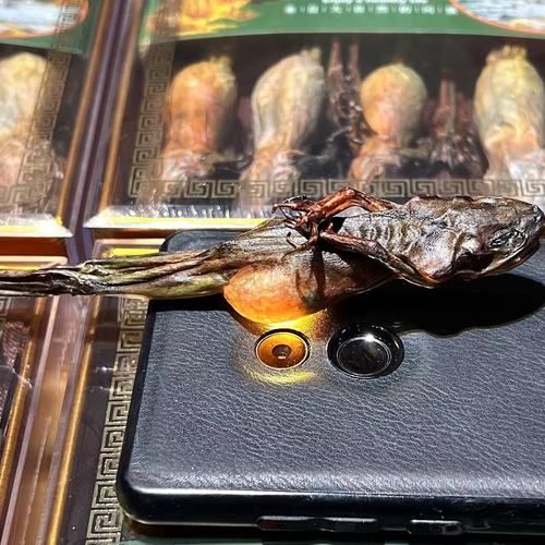 雪蛤干多少钱一斤_雪蛤干价格影响因素-第2张图片-山城妙识 雪蛤干多少钱一斤_雪蛤干价格影响因素-第2张图片-山城妙识