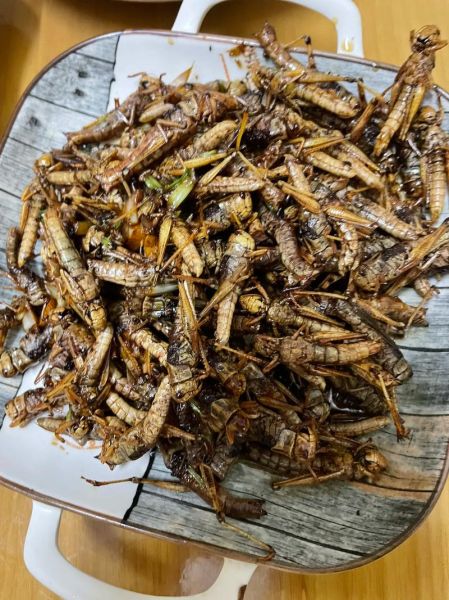 蚂蚱吃什么_蚂蚱喜欢吃什么食物-第3张图片-山城妙识 蚂蚱吃什么_蚂蚱喜欢吃什么食物-第3张图片-山城妙识