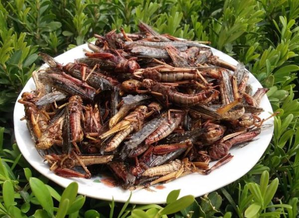 蚂蚱吃什么_蚂蚱喜欢吃什么食物-第2张图片-山城妙识 蚂蚱吃什么_蚂蚱喜欢吃什么食物-第2张图片-山城妙识