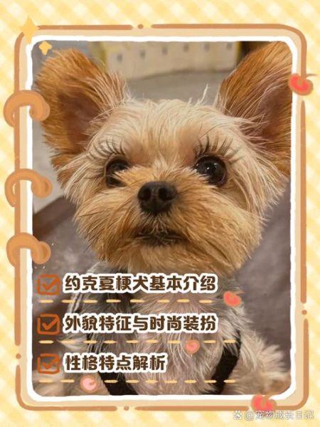 约克夏智商排名_约克夏聪明到什么程度-第1张图片-山城妙识 约克夏智商排名_约克夏聪明到什么程度-第1张图片-山城妙识