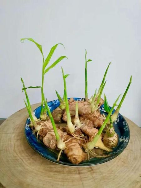 生姜发芽了可以种盆栽吗_生姜发芽盆栽方法-第1张图片-山城妙识