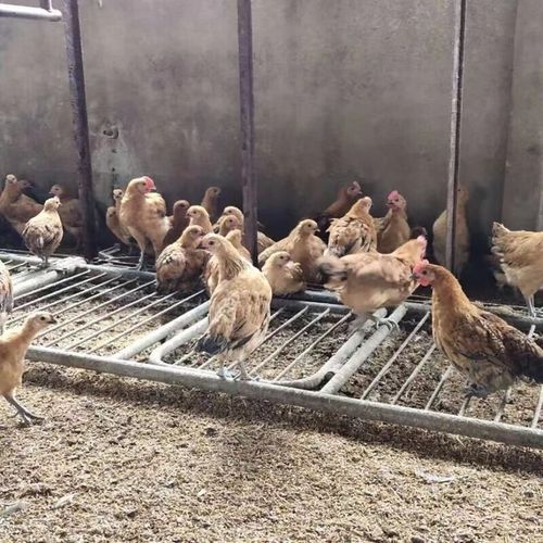 麻鸡苗价格多少钱一只_麻鸡苗养殖技术要点-第3张图片-山城妙识