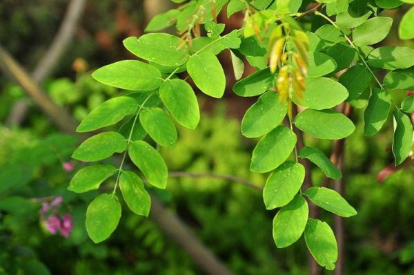 香花槐树图片大全_如何识别香花槐与刺槐-第2张图片-山城妙识