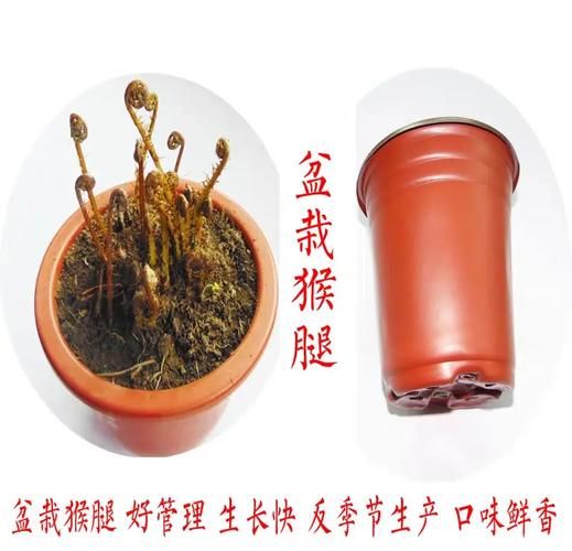 猴腿菜怎么吃_猴腿菜的做法大全-第3张图片-山城妙识