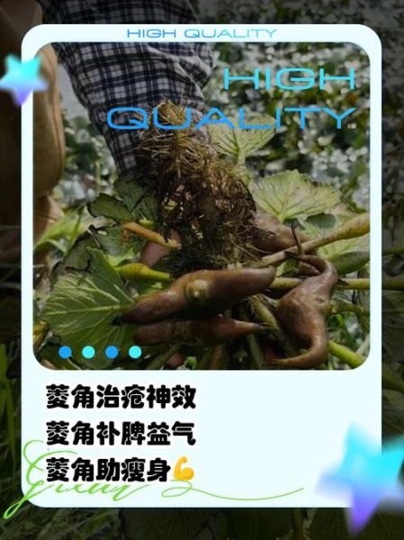 菱角的功效与作用_菱角的禁忌有哪些-第1张图片-山城妙识 菱角的功效与作用_菱角的禁忌有哪些-第1张图片-山城妙识