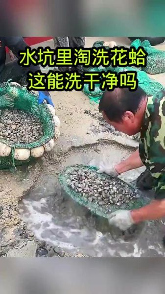 花蛤需要把屎挤了吗_花蛤怎么清洗才干净-第1张图片-山城妙识