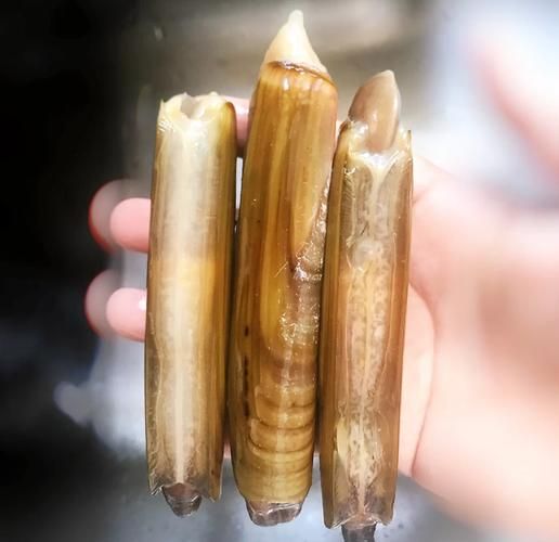 蛏子鼻子为什么不能吃_蛏子鼻子要不要扔掉-第2张图片-山城妙识 蛏子鼻子为什么不能吃_蛏子鼻子要不要扔掉-第2张图片-山城妙识