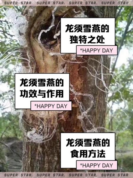 雪燕的功效与作用及副作用_雪燕怎么吃效果最好-第2张图片-山城妙识