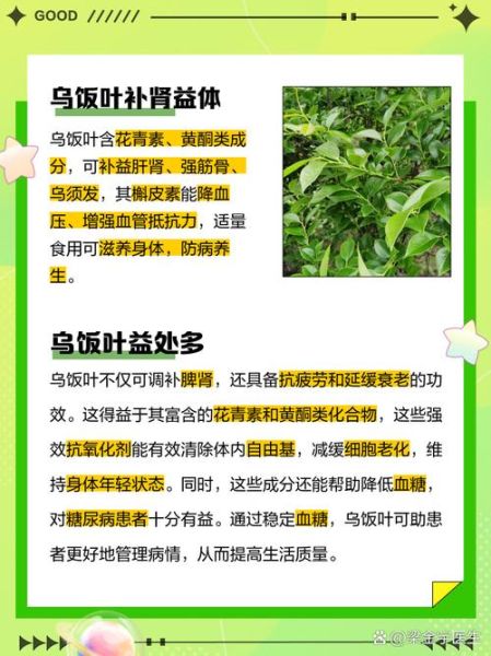 乌饭叶的功效与作用_乌饭叶怎么吃效果最好-第1张图片-山城妙识 乌饭叶的功效与作用_乌饭叶怎么吃效果最好-第1张图片-山城妙识