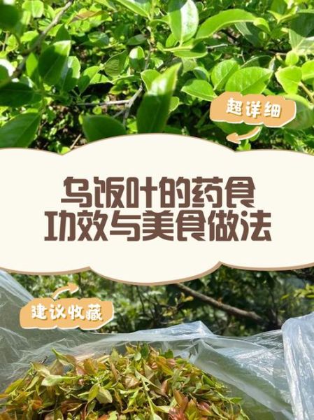 乌饭叶的功效与作用_乌饭叶怎么吃效果最好-第2张图片-山城妙识 乌饭叶的功效与作用_乌饭叶怎么吃效果最好-第2张图片-山城妙识