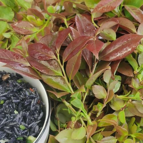 乌饭叶的功效与作用_乌饭叶怎么吃效果最好-第3张图片-山城妙识 乌饭叶的功效与作用_乌饭叶怎么吃效果最好-第3张图片-山城妙识