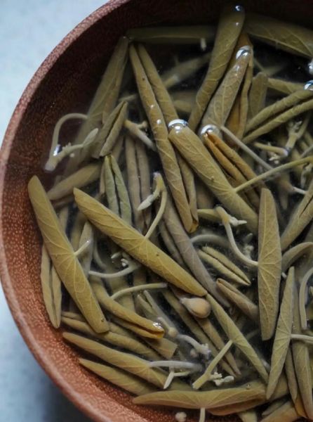 莼菜图片别名有哪些_莼菜图片怎么识别真假-第3张图片-山城妙识 莼菜图片别名有哪些_莼菜图片怎么识别真假-第3张图片-山城妙识