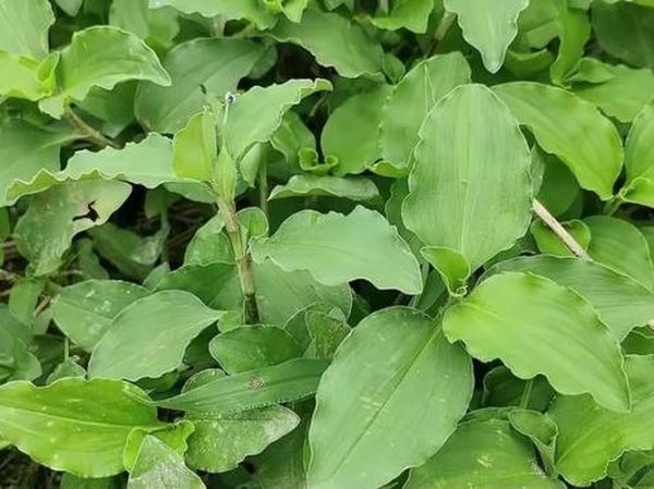 羊蹄子草的功效与作用_羊蹄子草怎么吃-第2张图片-山城妙识