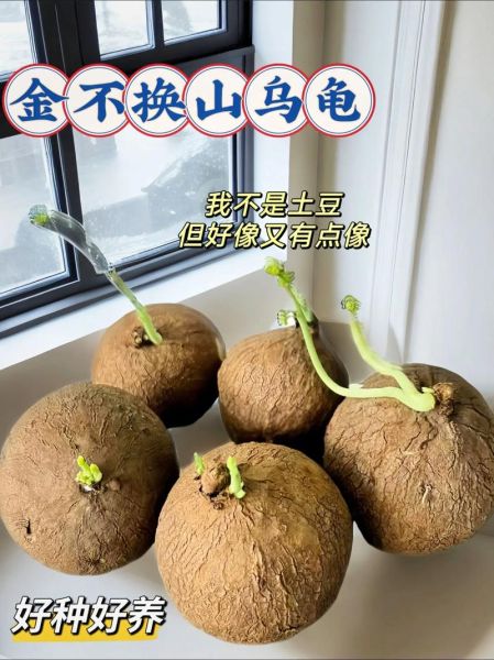 金不换有几种_金不换品种区别-第2张图片-山城妙识