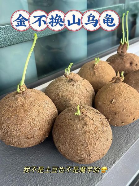 金不换有几种_金不换品种区别-第1张图片-山城妙识