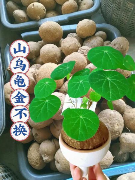 金不换有几种_金不换品种区别-第3张图片-山城妙识