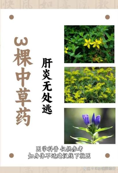 解肝毒最强的草药有哪些_怎么用效果最好-第1张图片-山城妙识 解肝毒最强的草药有哪些_怎么用效果最好-第1张图片-山城妙识