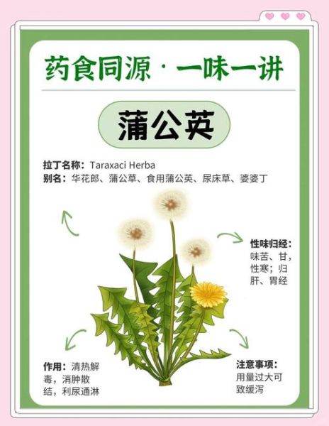 蒲公英的功效与作用有哪些_蒲公英能长期泡水喝吗-第2张图片-山城妙识