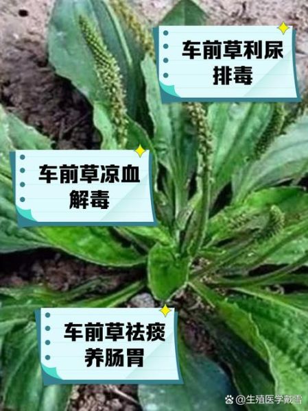 车前草能治什么病_车前草的功效与作用有哪些-第2张图片-山城妙识 车前草能治什么病_车前草的功效与作用有哪些-第2张图片-山城妙识