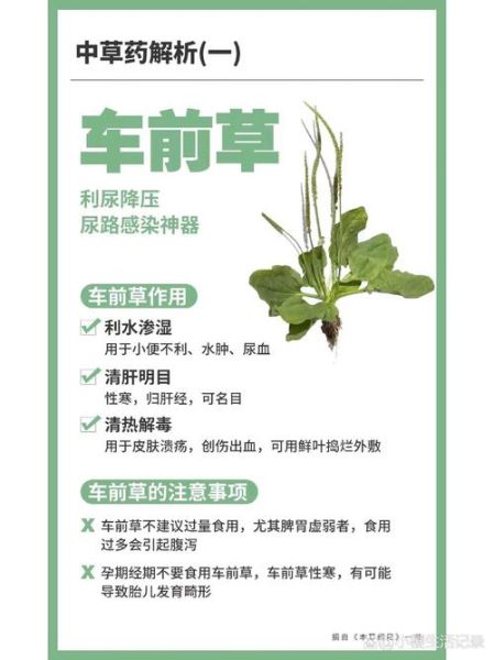 车前草能治什么病_车前草的功效与作用有哪些-第1张图片-山城妙识 车前草能治什么病_车前草的功效与作用有哪些-第1张图片-山城妙识