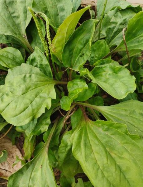 车前草能治什么病_车前草的功效与作用有哪些-第3张图片-山城妙识 车前草能治什么病_车前草的功效与作用有哪些-第3张图片-山城妙识