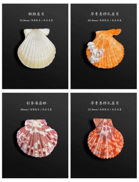 扇贝肉黑色的能吃吗_扇贝肉黑色的是什么-第3张图片-山城妙识 扇贝肉黑色的能吃吗_扇贝肉黑色的是什么-第3张图片-山城妙识