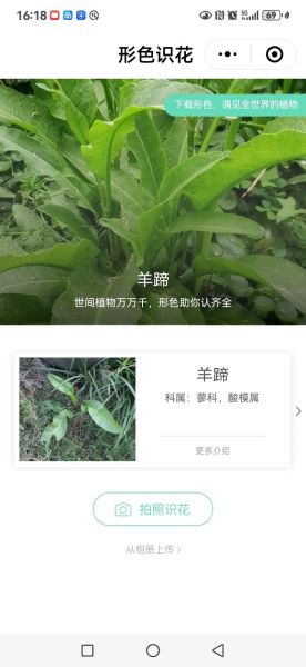 羊蹄菜长什么样_羊蹄菜和酸模区别-第1张图片-山城妙识 羊蹄菜长什么样_羊蹄菜和酸模区别-第1张图片-山城妙识