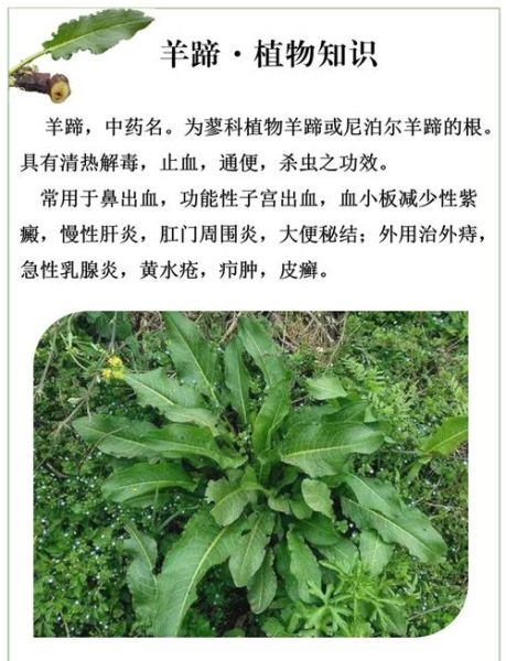 羊蹄菜长什么样_羊蹄菜和酸模区别-第2张图片-山城妙识 羊蹄菜长什么样_羊蹄菜和酸模区别-第2张图片-山城妙识