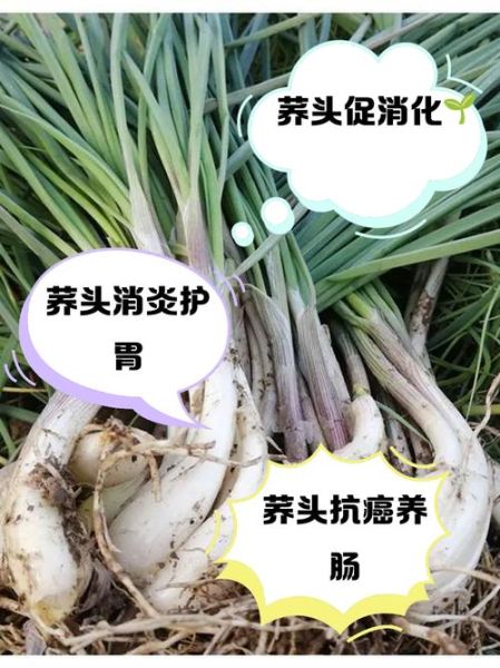 荞头菜怎么种_荞头菜的营养价值-第1张图片-山城妙识
