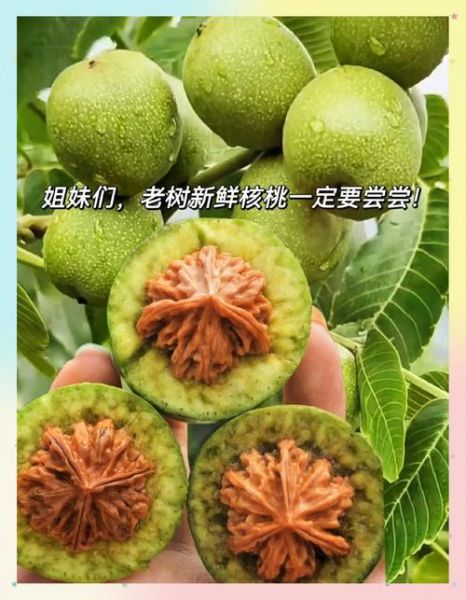 鲜核桃吃多了有什么副作用_每天吃多少才安全-第2张图片-山城妙识